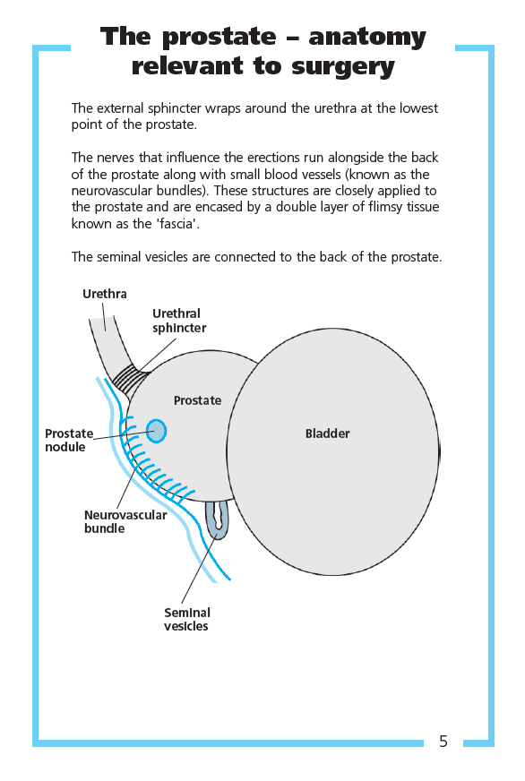Guide to Prostate Gland Assessment and Treatment – euromedcommunications